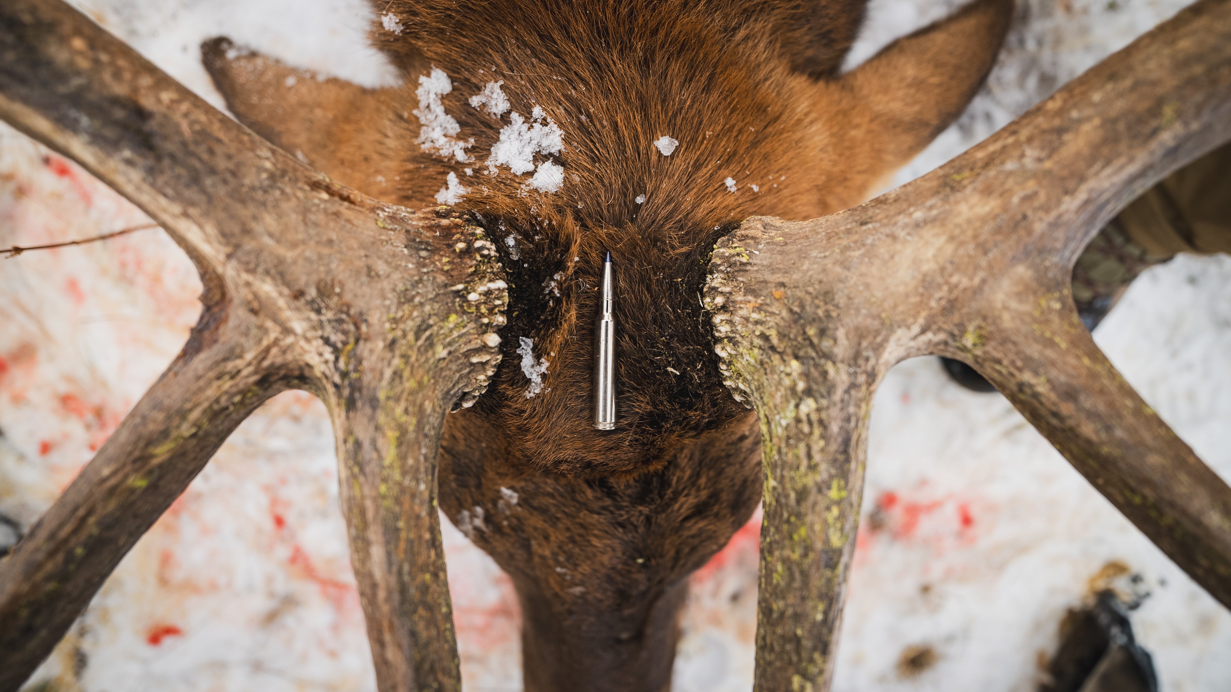 7mm Backcountry Review: Could this be the Ultimate Elk Rifle? – Remi Warren